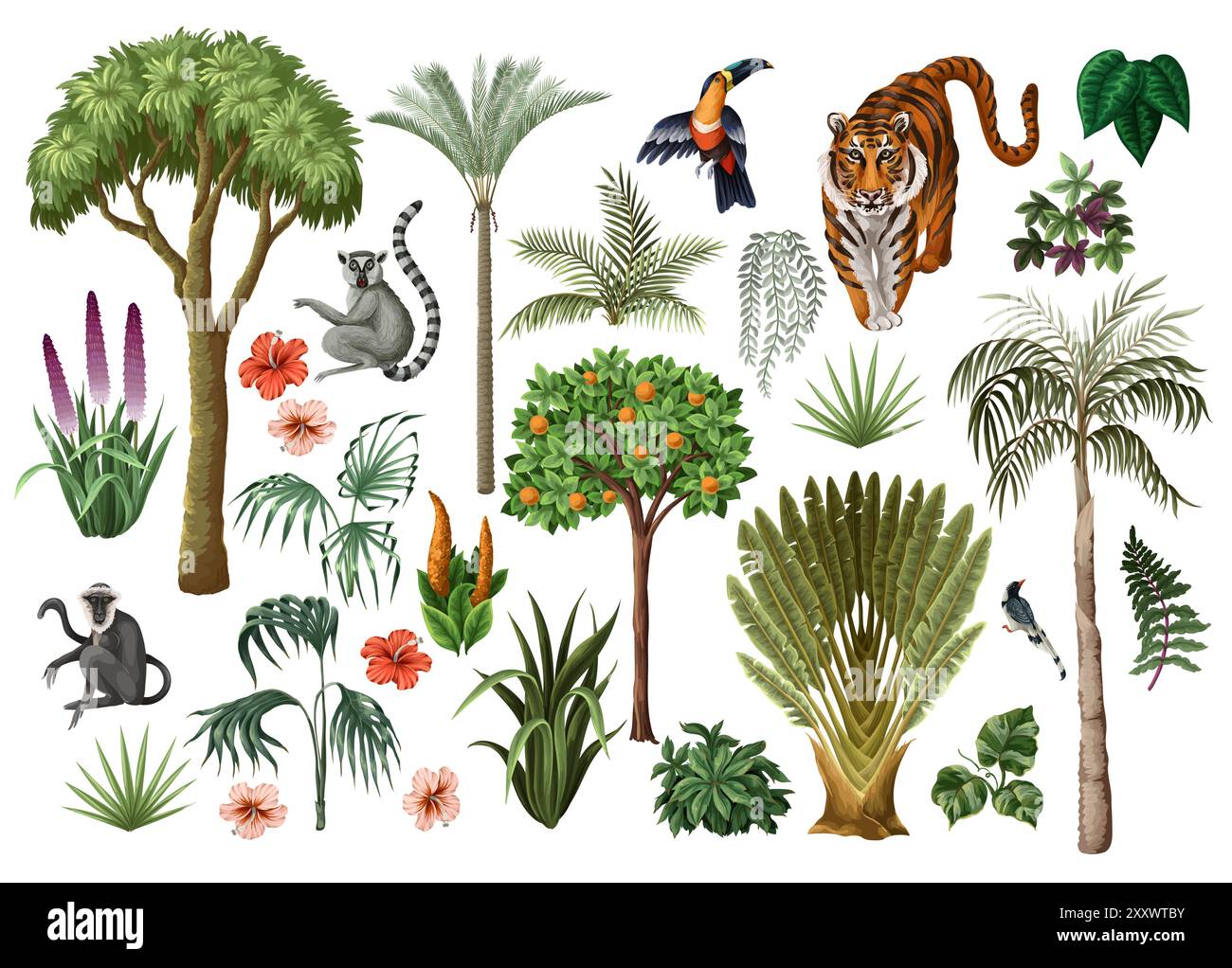 Tropical trees, animals, flowers and birds isolated. Vector Stock ...