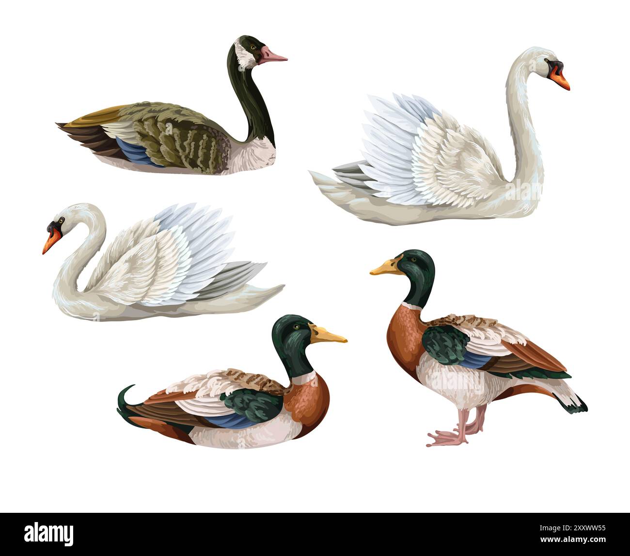 White swan and duck isolated. Vector Stock Vector Image & Art - Alamy