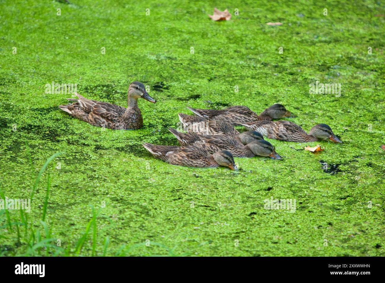 A mother Mallard duck and it's junior ducklings swim in the duckweed ...
