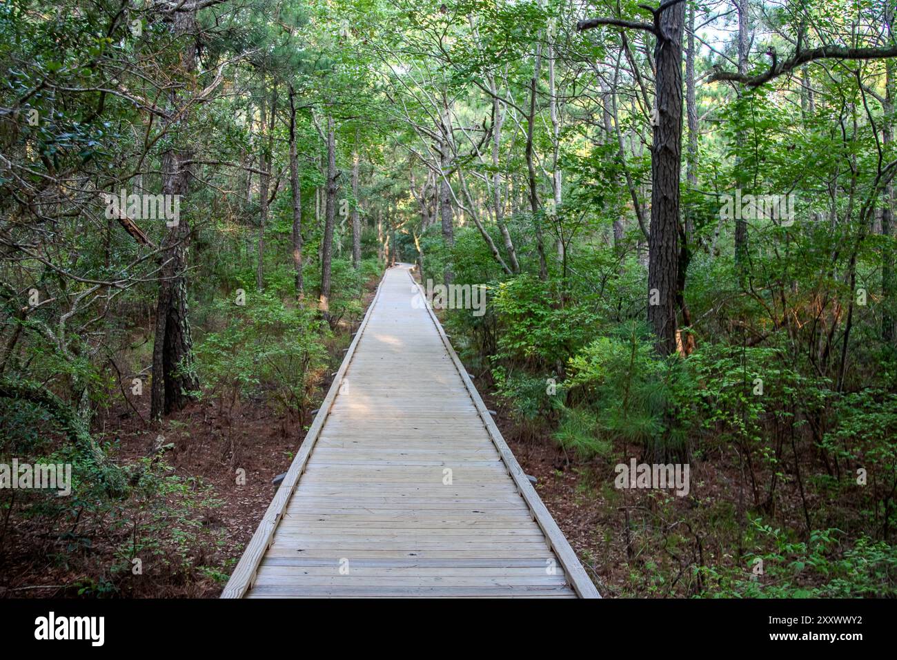 A boardwalk passes through the Currituck Banks Reserve in the Outer ...