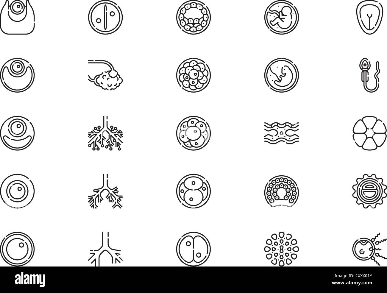 Embryology icons collection is a vector illustration with editable ...