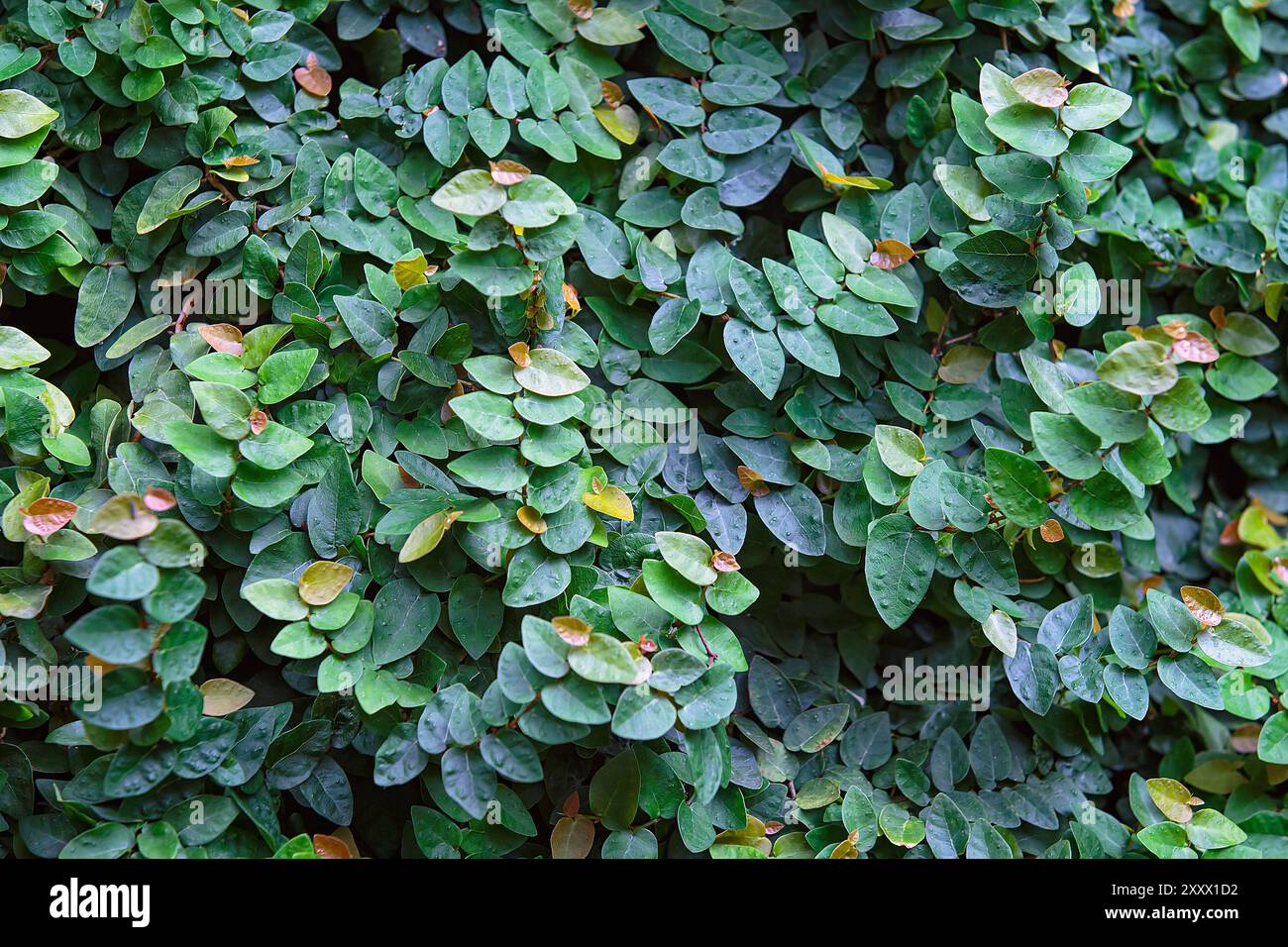 Creeping fig (Ficus pumila = Ficus repens),Moraceae. Evergreen liana ...