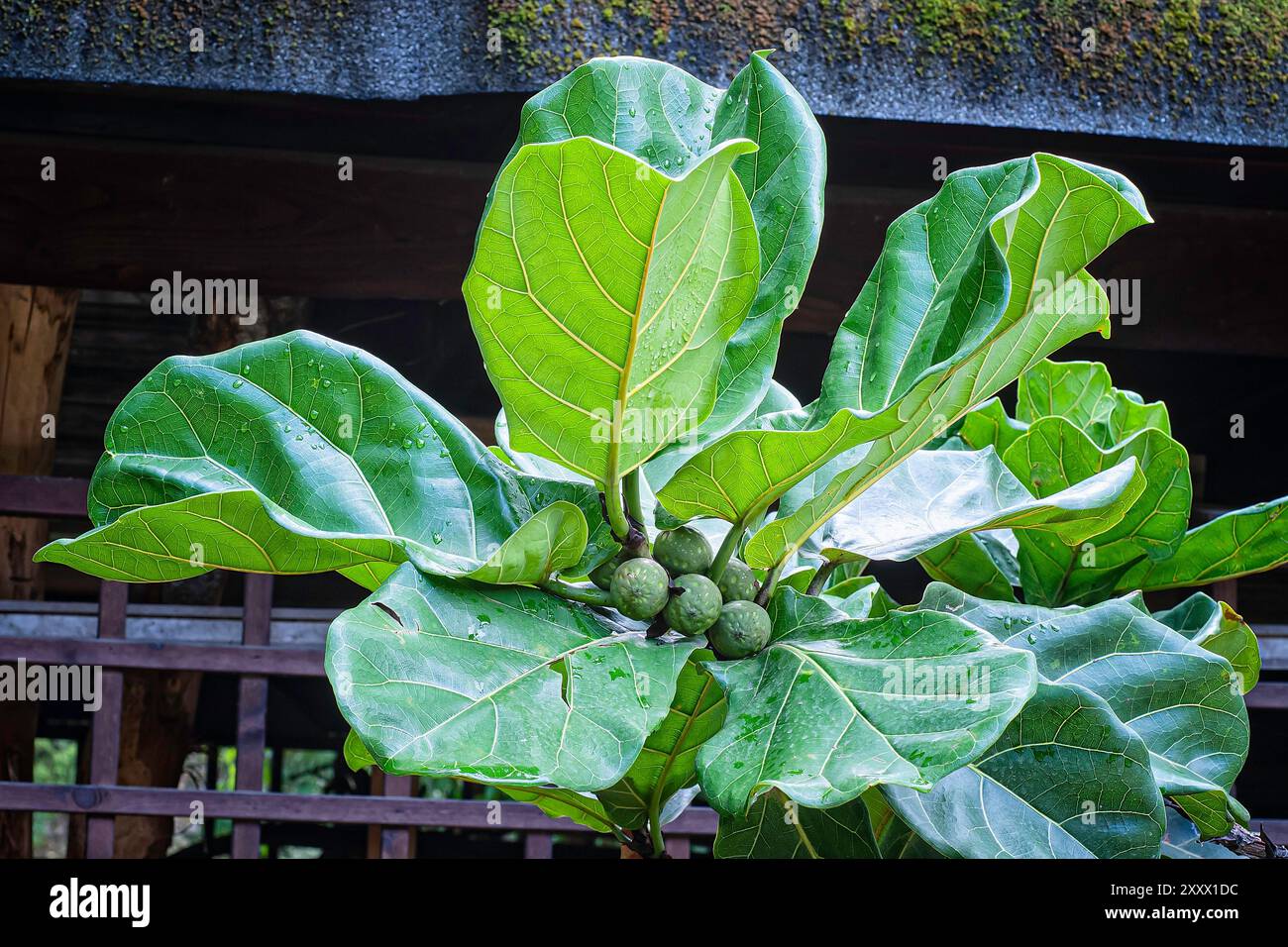 Moraceae garden flora botanic hi-res stock photography and images - Alamy