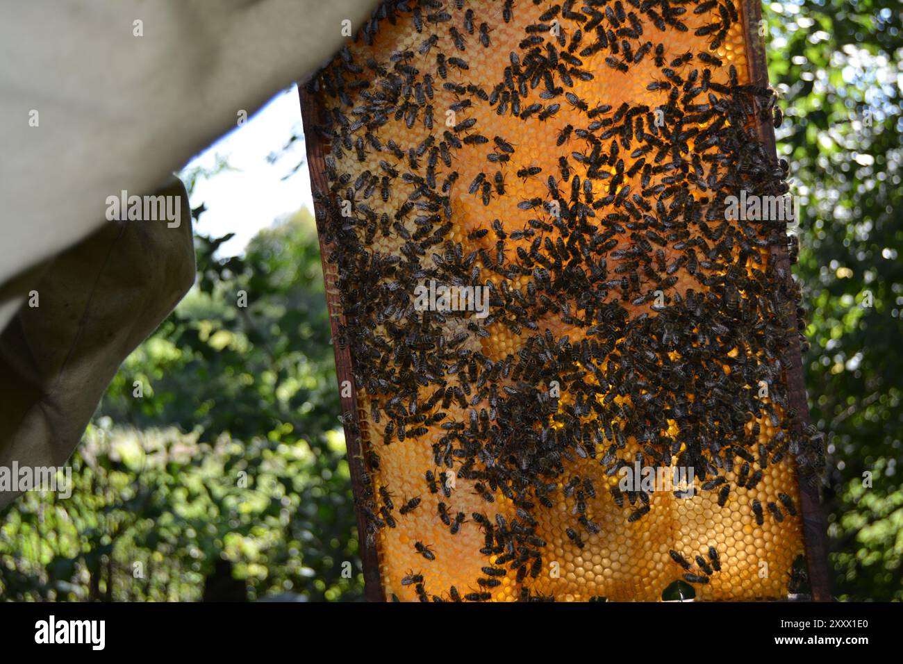 Roblox bee swarm simulator hi-res stock photography and images - Alamy