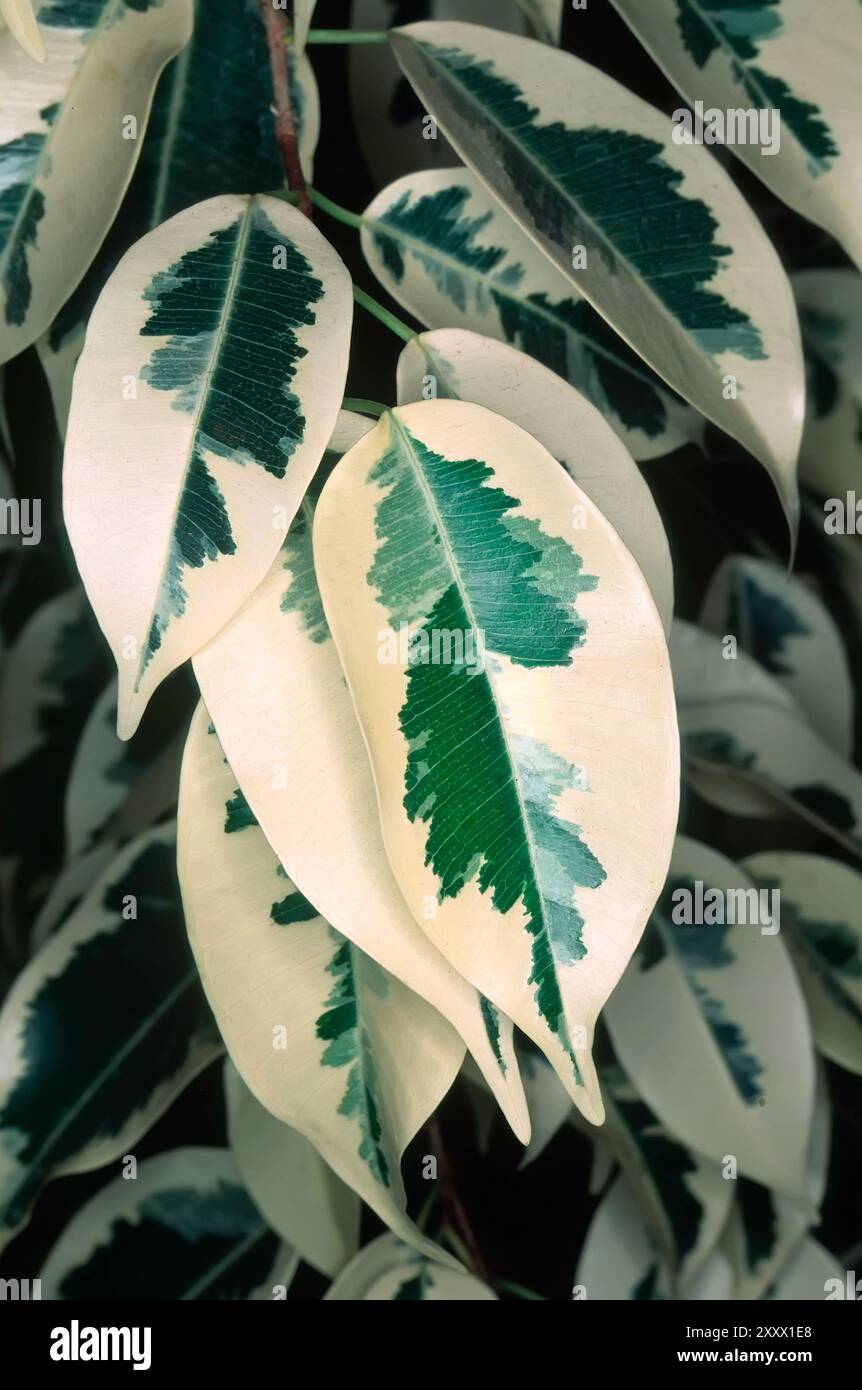 Variegated Weeping fig (Ficus benjamina Cv. Variegata), Moraceae. Large ...