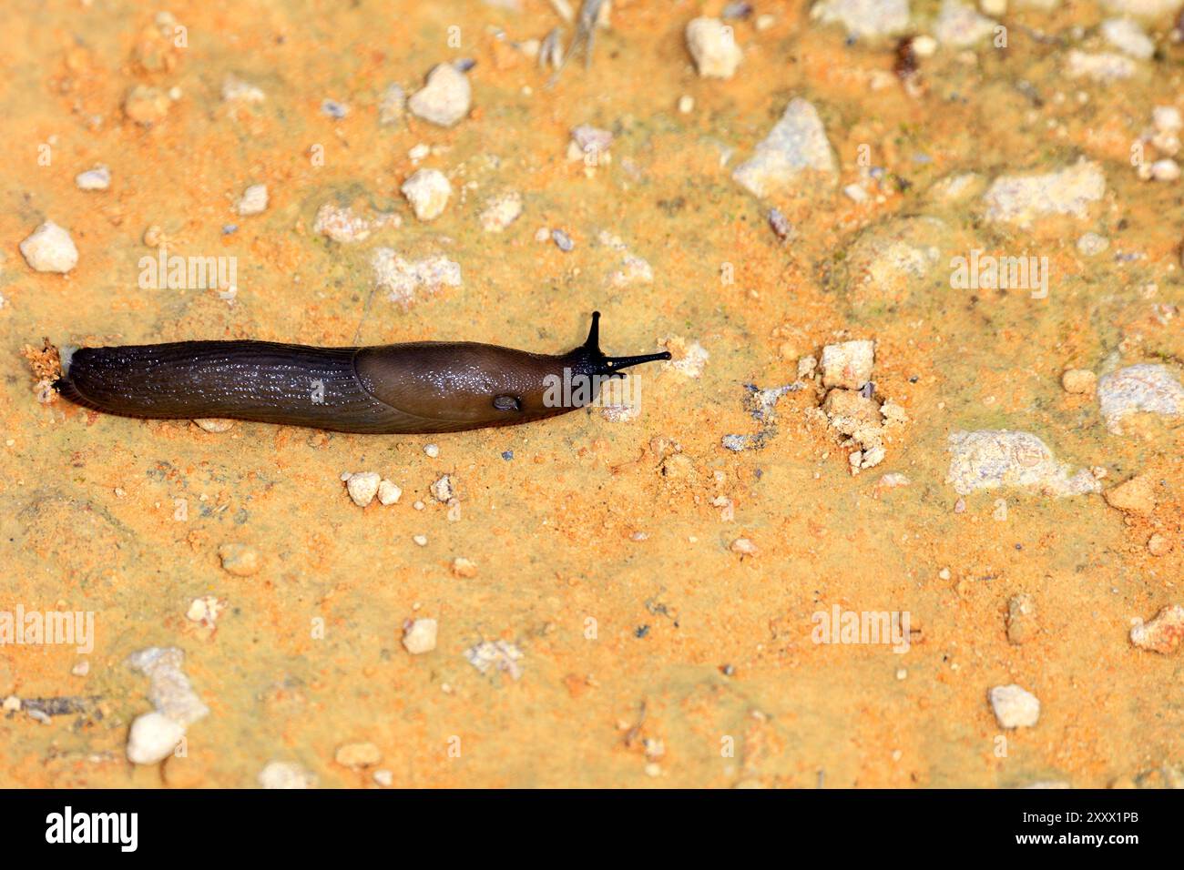 Slug showing the open pneumostome - breathing hole - crossing a gritty ...