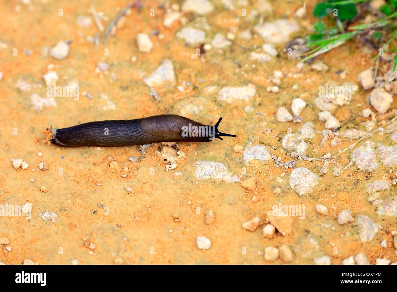 Slug showing the open pneumostome - breathing hole - crossing a gritty ...