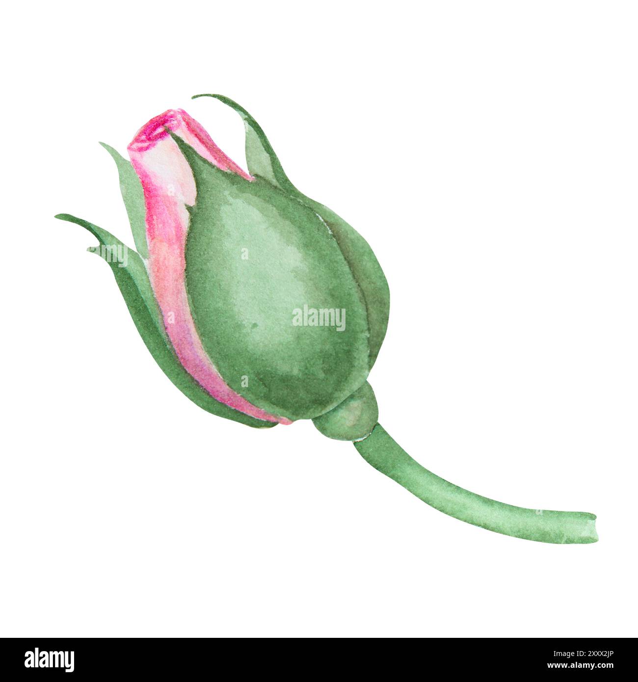 Light pink rose bud. Watercolor botanical illustration. Hand drawn clip ...