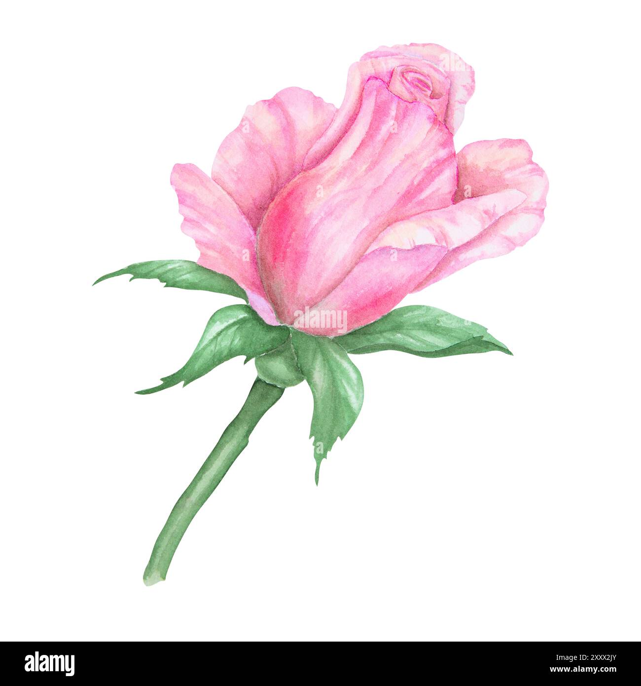 Light pink rose bud. Watercolor botanical illustration. Hand drawn clip ...