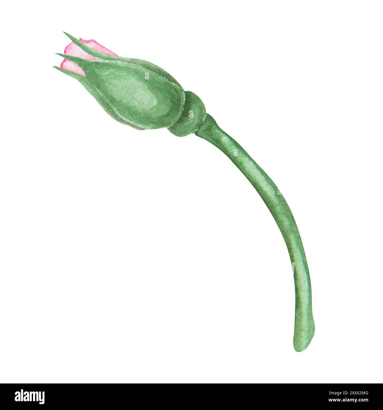 Light pink rose bud. Watercolor botanical illustration. Hand drawn clip ...