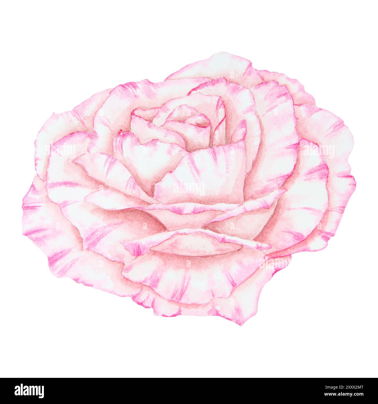 Rose watercolor hi-res stock photography and images - Alamy