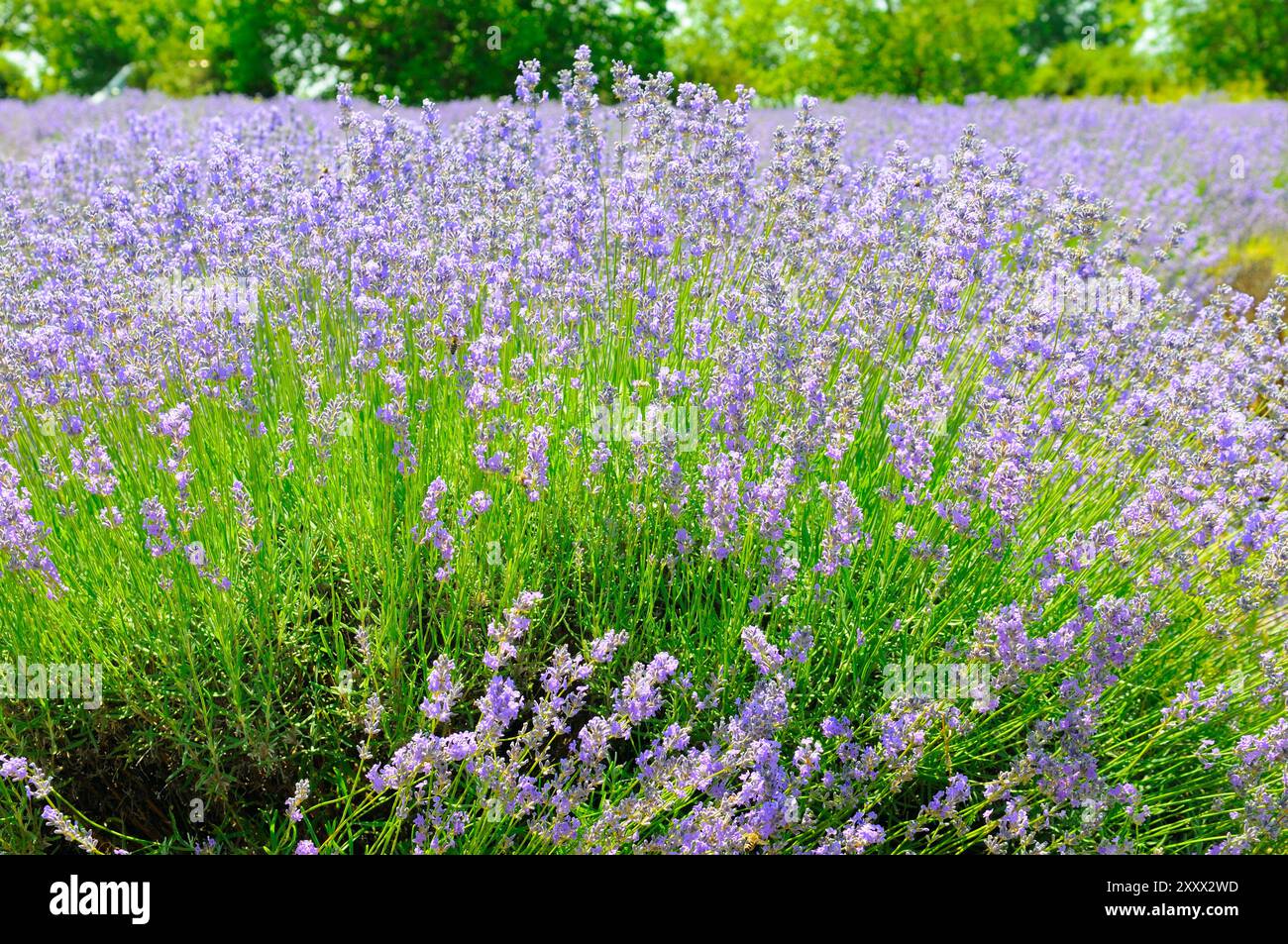 Lavender fields. Beautiful image of lavender field. Summer landscape ...