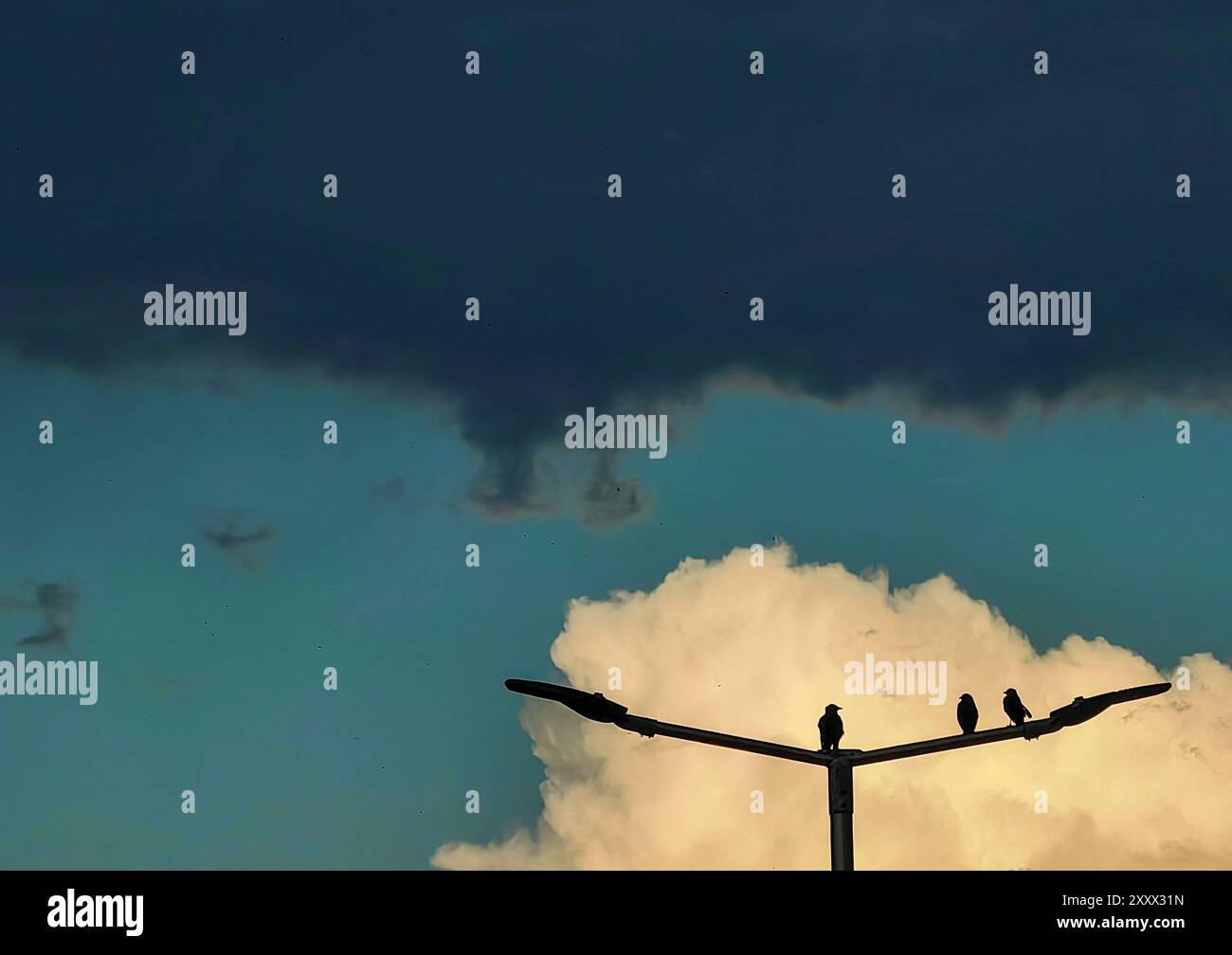 Three Birds on an Electric Post Against a Dark Cloudy Sky: A Symbol of ...