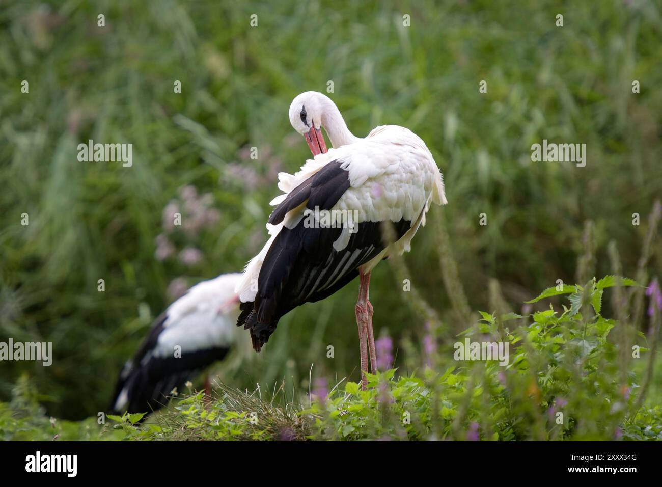 Grass alsace hi-res stock photography and images - Alamy