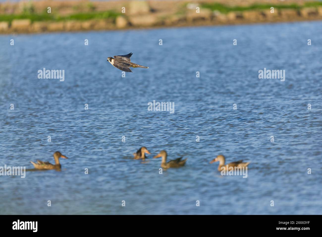 Peregrine falcon Falco peregrinus, juvenile flying over water with ...