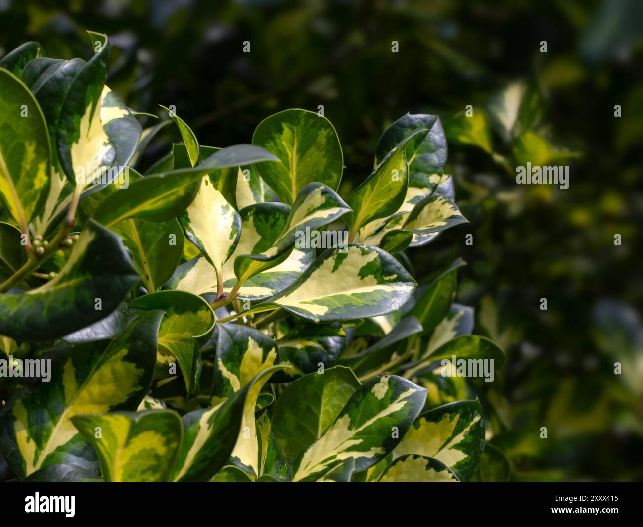 Closeup of variegated foliage of Holly (Ilex × altaclerensis 'Ripley ...