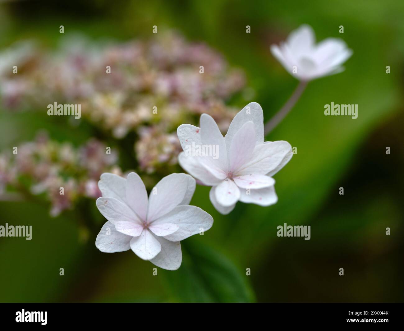 Closeup of flowers of Hydrangea serrata 'Fuji Waterfall' in a garden in ...