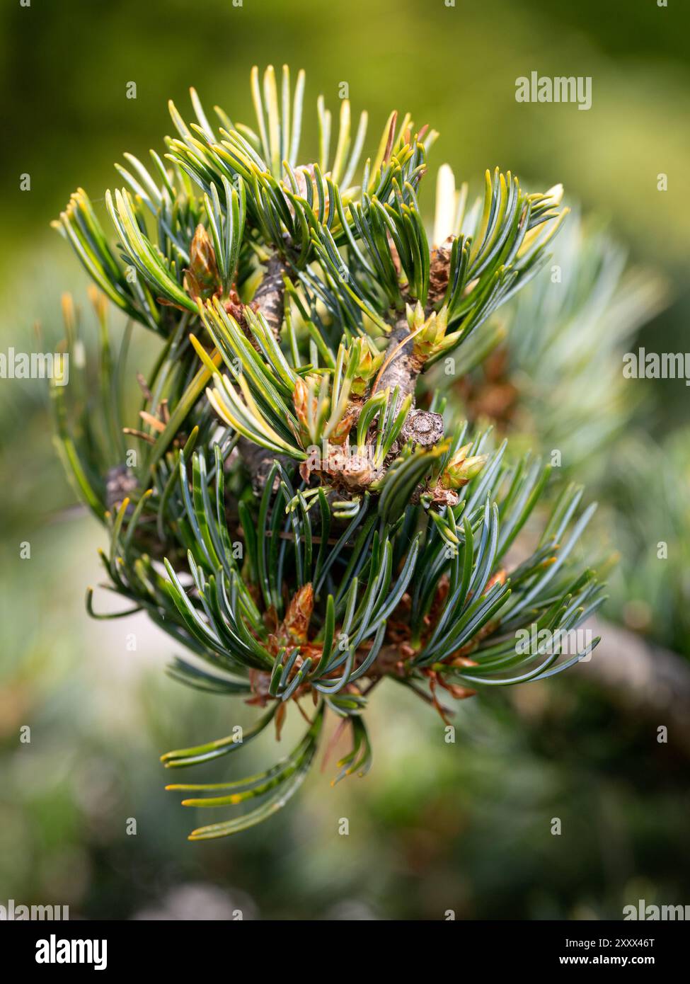 Pinus parviflora fukai seedling hi-res stock photography and images - Alamy