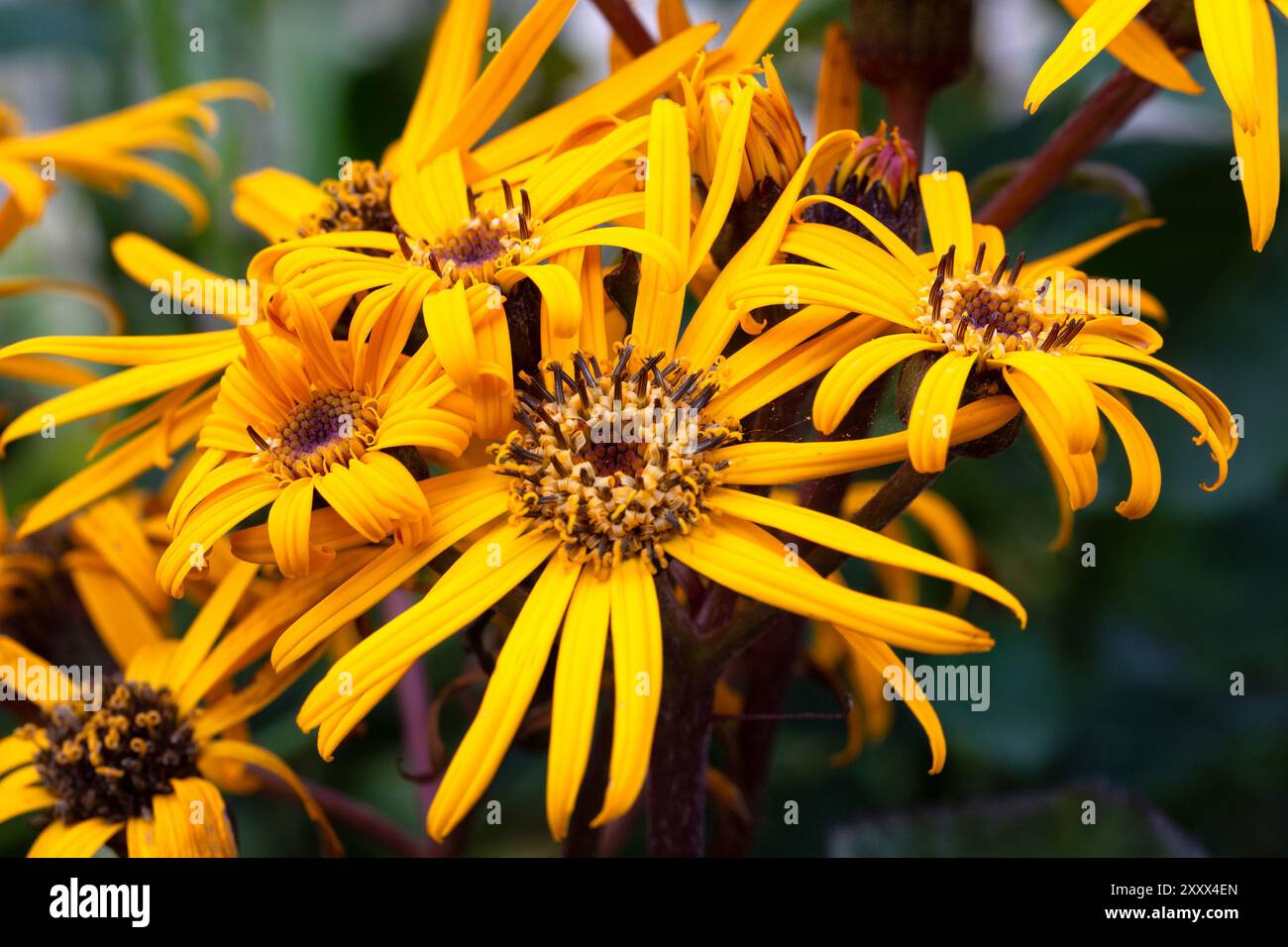 Leopard plant hi-res stock photography and images - Alamy