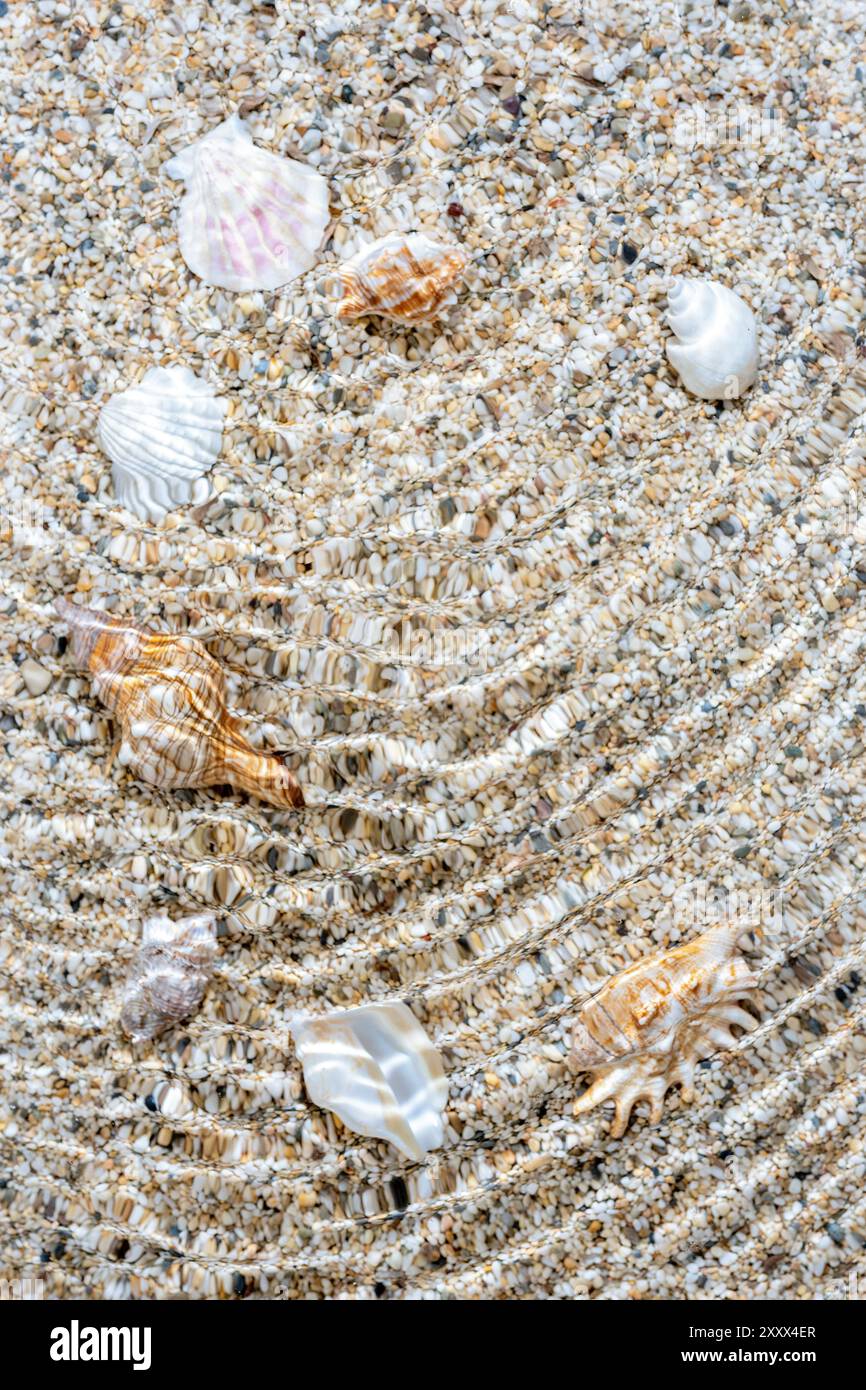 Sea sand with sea water and shells. Top view with copy space Stock ...