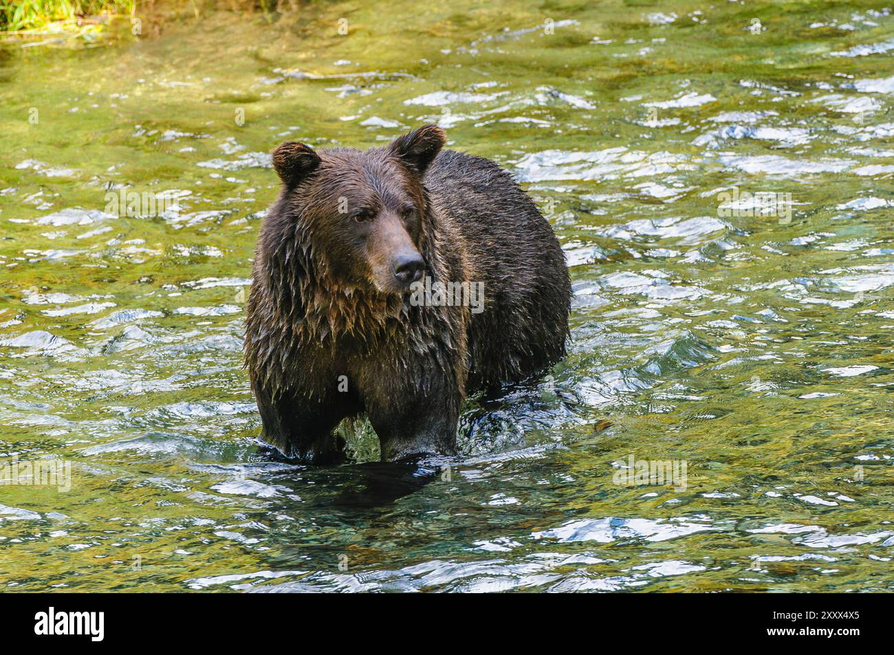 A wet brown bear wading in a stream in the Tongass National Forest in ...