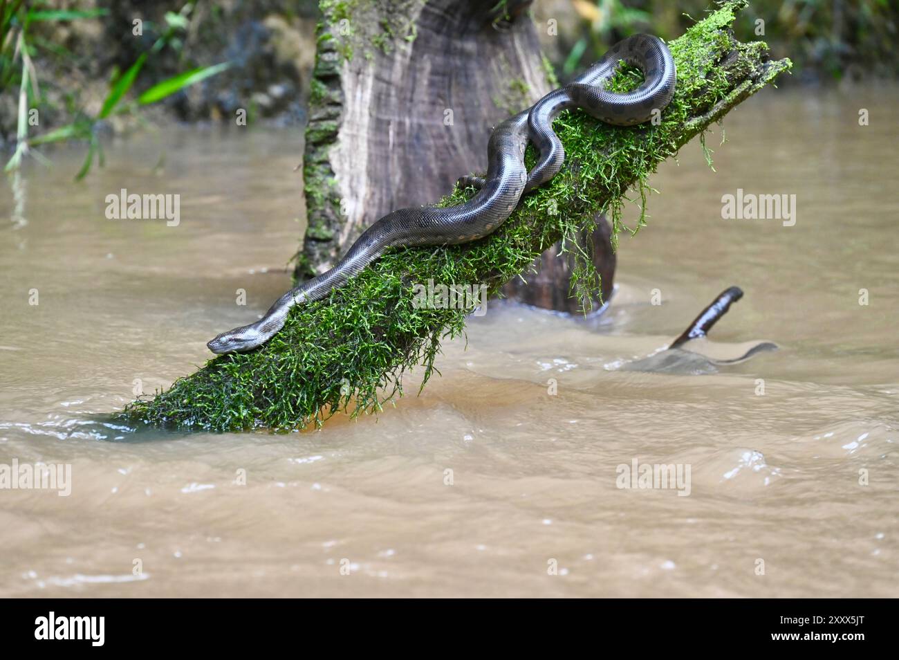 Rio Amazonas Anaconda
