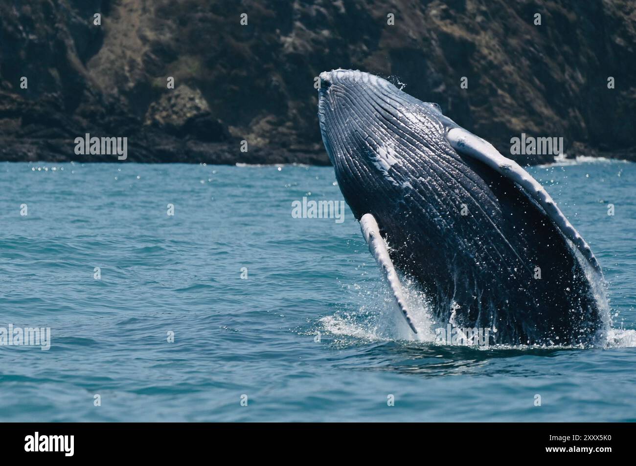 Humpback whale jumping in ocean hi-res stock photography and images - Alamy