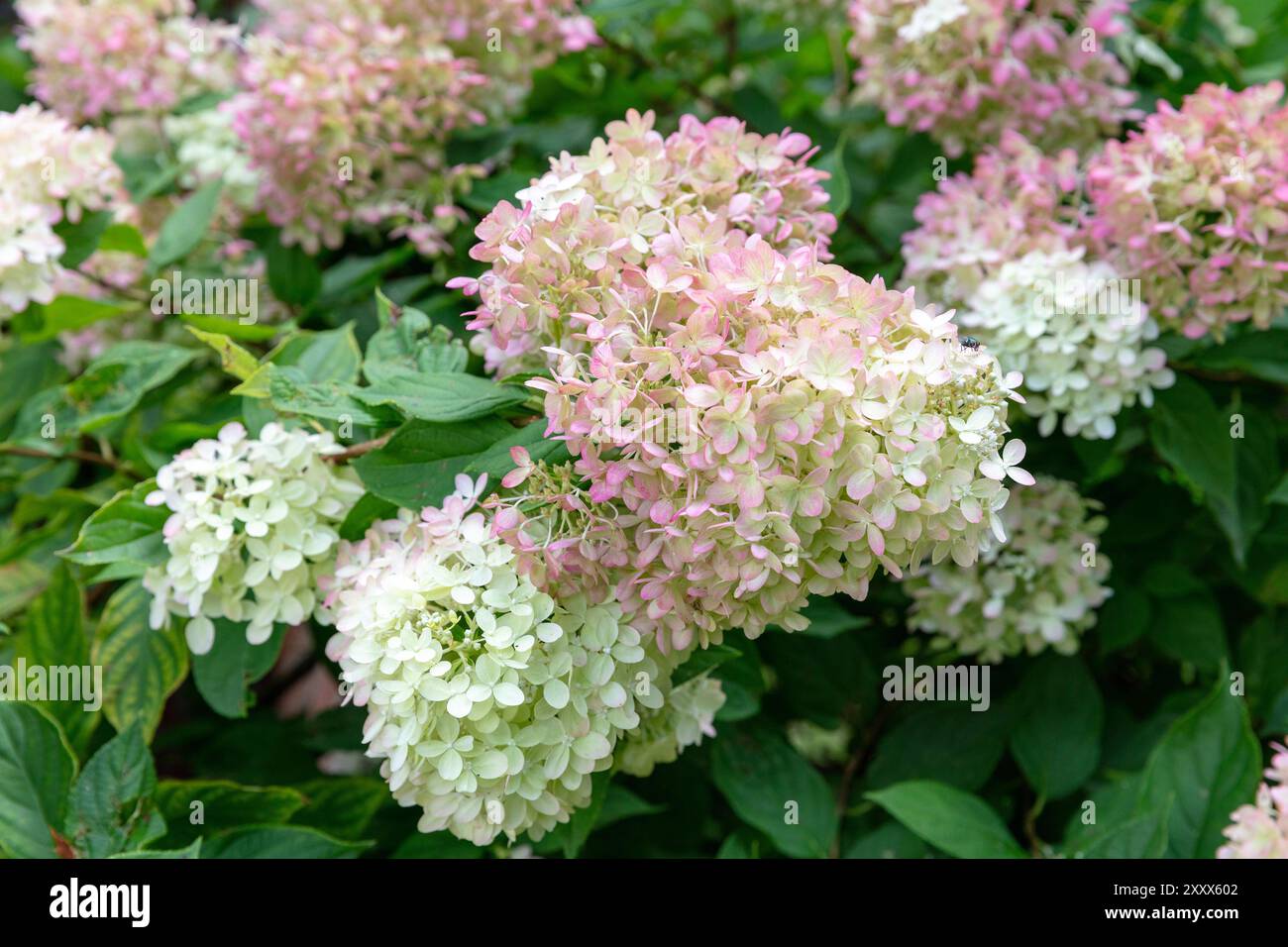 Hydrangeas in the Schenectady rose garden Stock Photo - Alamy