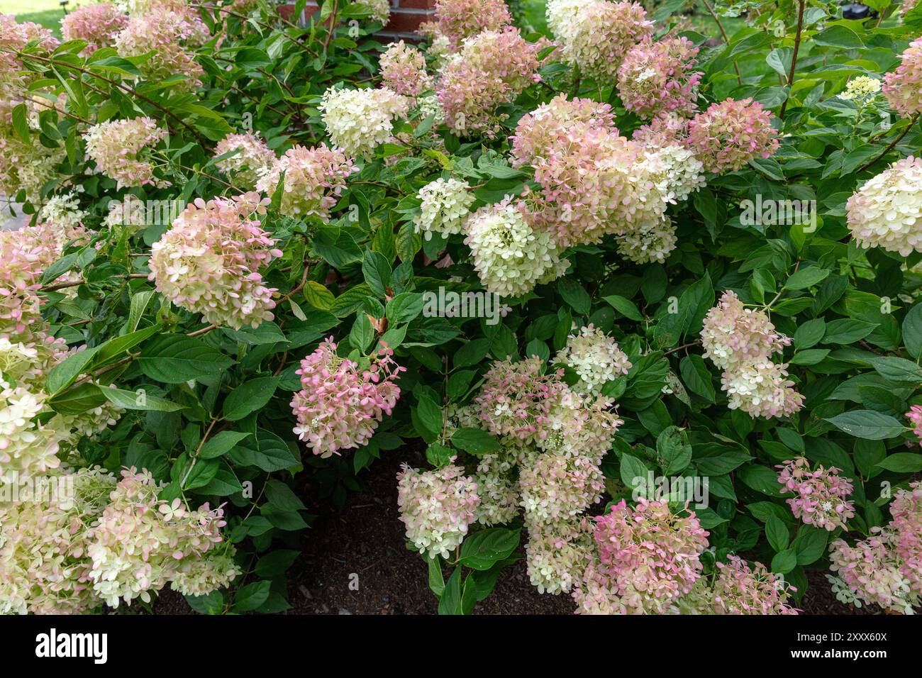Hydrangeas in the Schenectady rose garden Stock Photo - Alamy