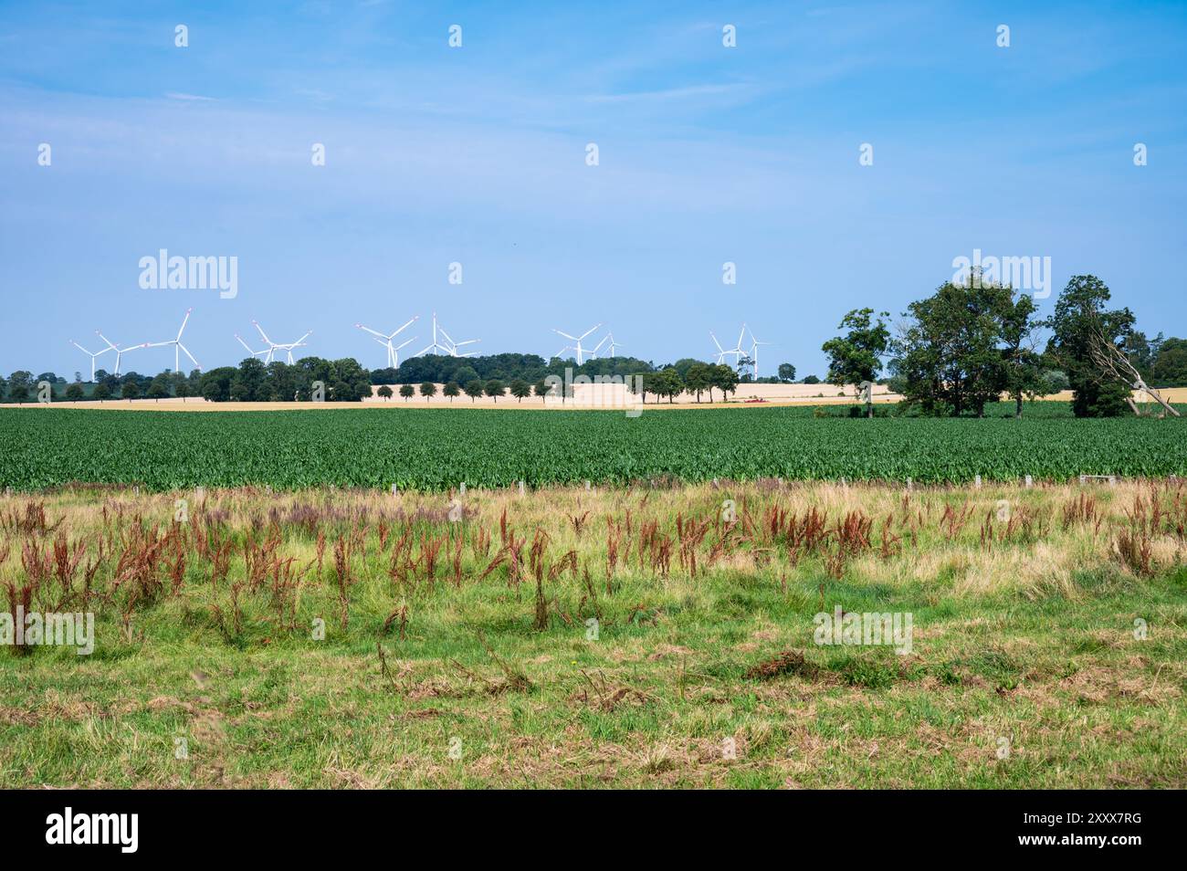 Nature zone with agriculture fields at the seaside around Neukirchen ...