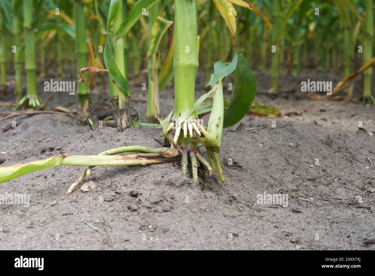 Corn plant roots hi-res stock photography and images - Alamy
