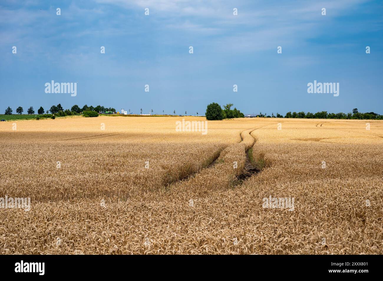 Golden wheat fields against blue sky at seaside around Neukirchen ...