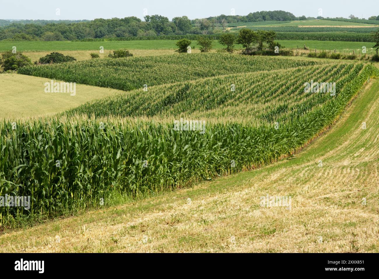 Corn field in the summer hi-res stock photography and images - Alamy