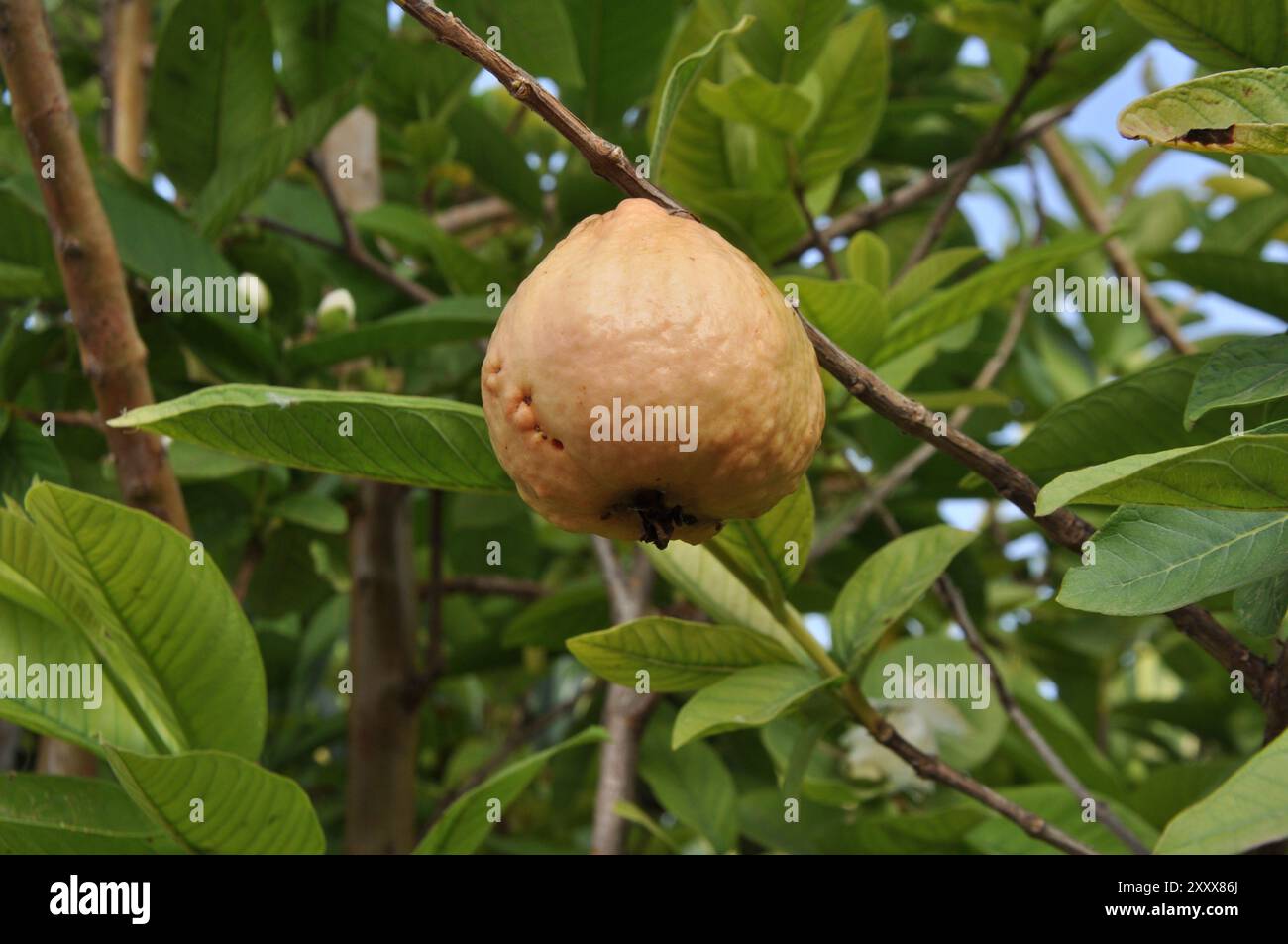 The psidium fruit tree on farmland Stock Photo - Alamy
