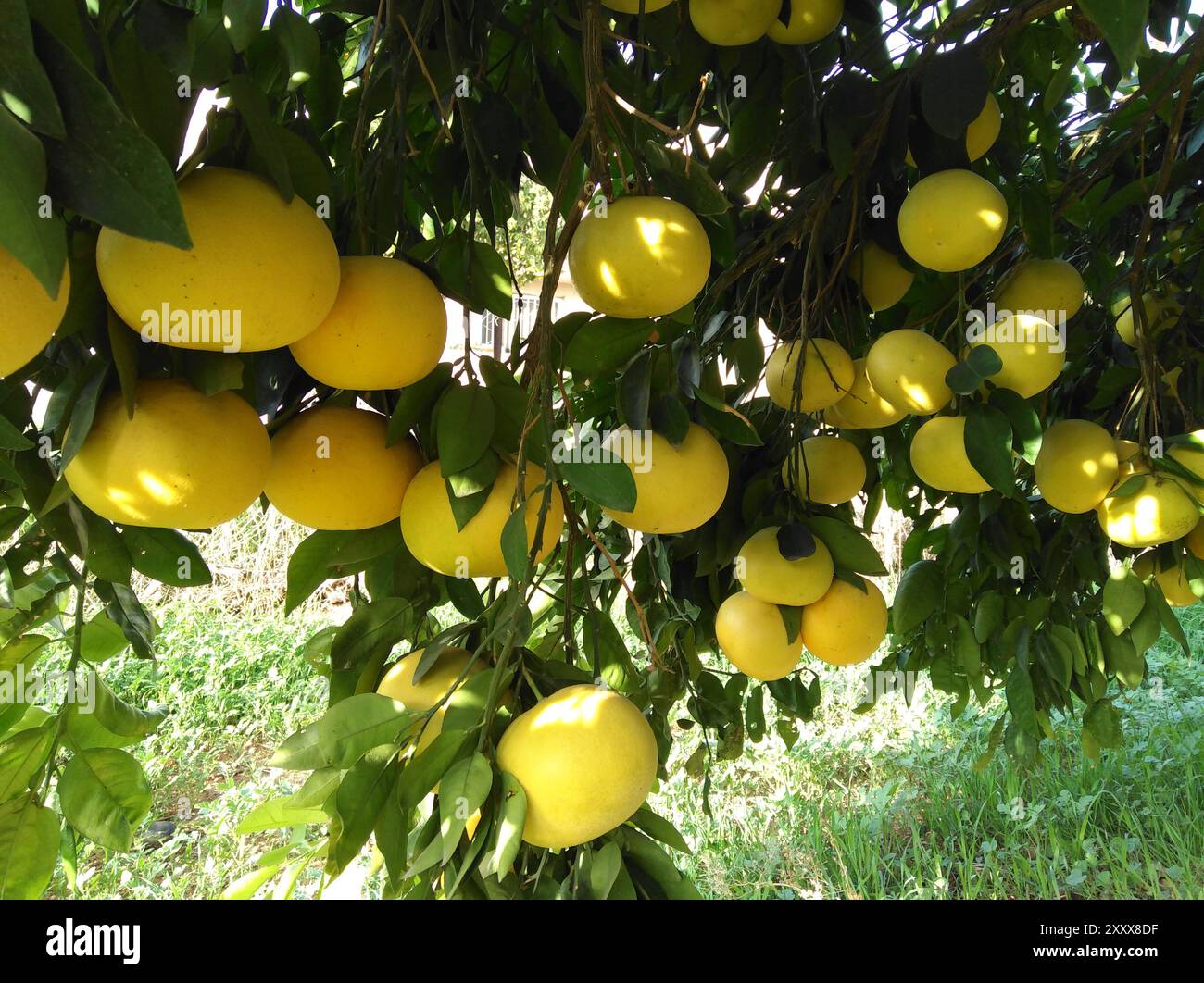 Sun land phoenix hi-res stock photography and images - Alamy