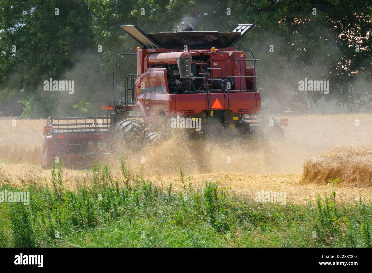 Wheat field harvested by a red combine Stock Photo - Alamy