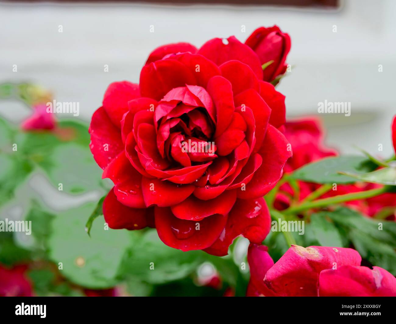 Rote rose hi-res stock photography and images - Alamy