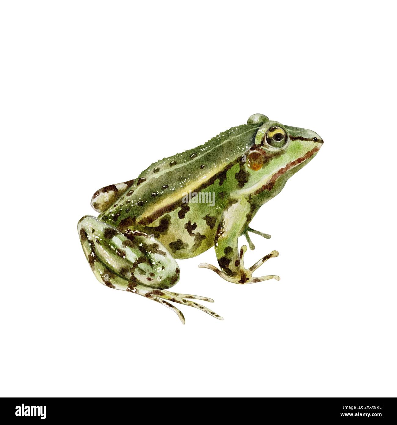 Frog green toad watercolor illustration Stock Photo - Alamy