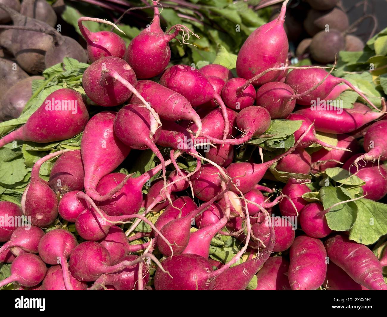 Bunches of red radishes at a farmer's market Stock Photo - Alamy