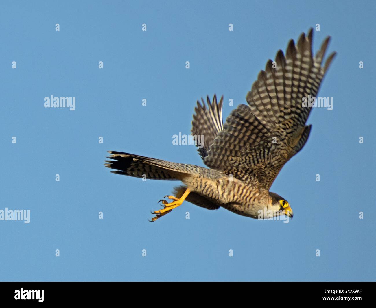 powerful hunting Red-necked falcon (Falco chicquera) with spread wings ...