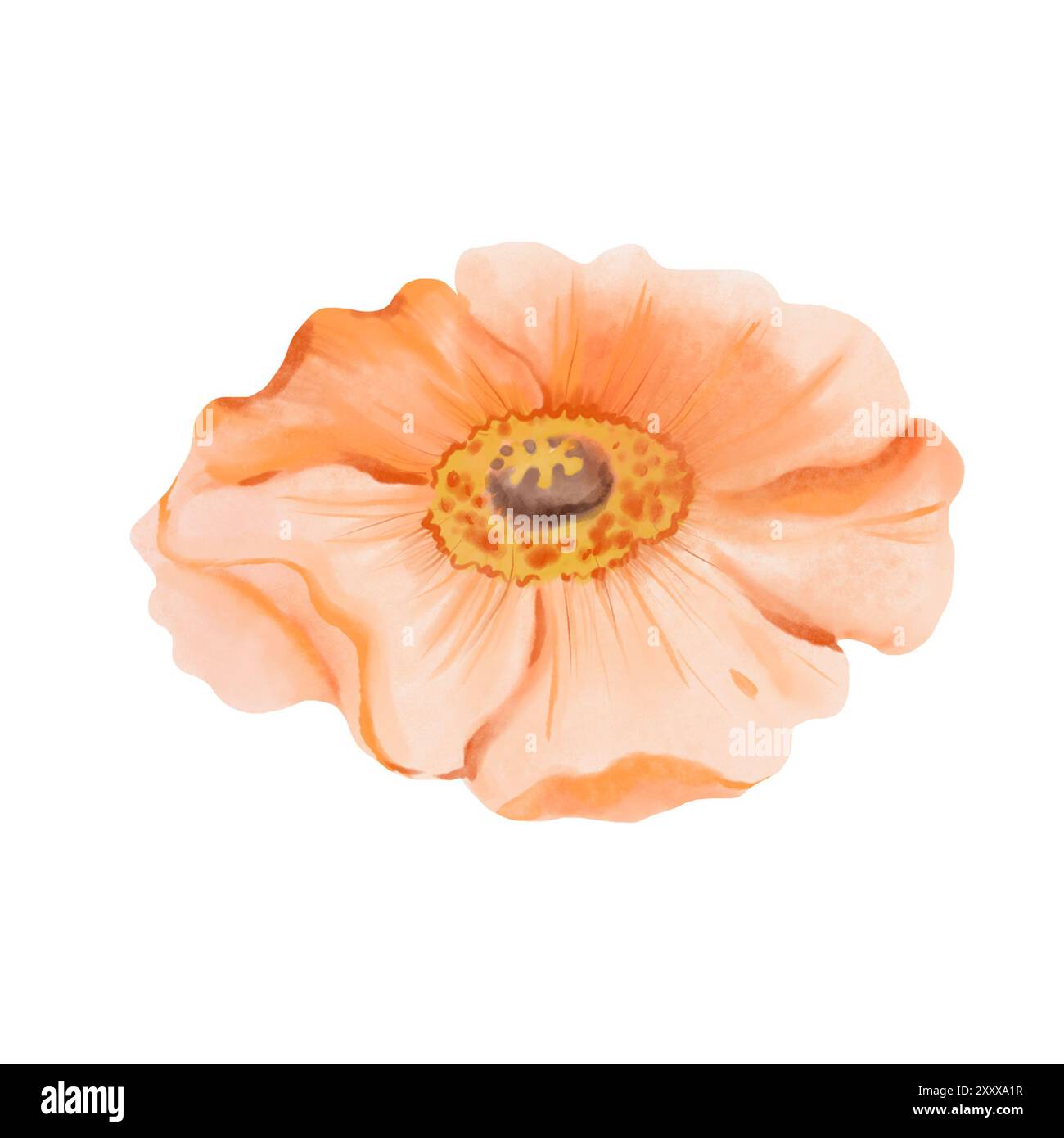 Iceland orange Poppy flower, side view isolated on white background ...