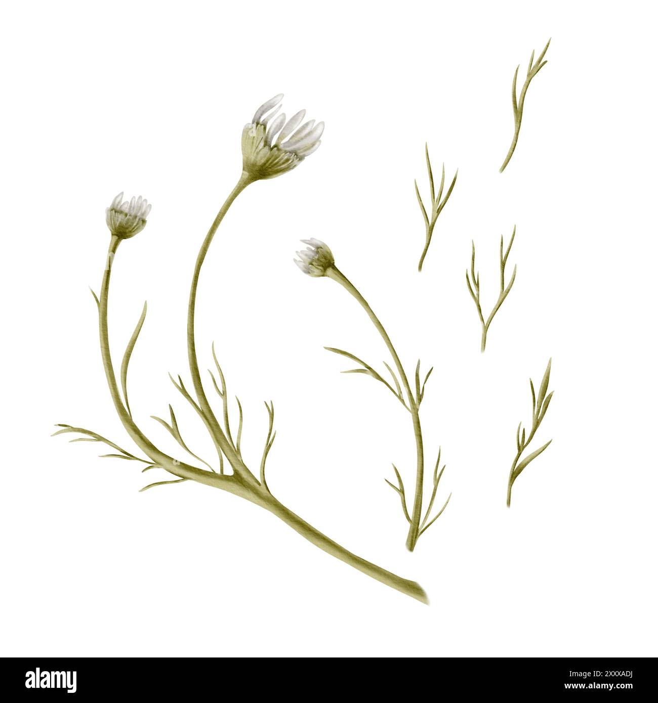 Buds, stems, petals of medicinal chamomile. Symbol of health, beauty ...