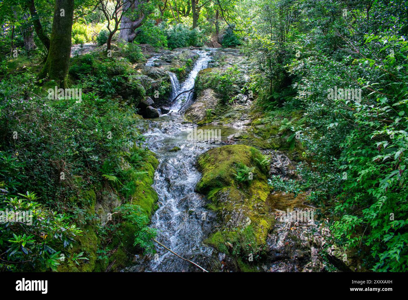 Stream and waterfall in Forest in Mourne mountains, Newcastle Northern ...