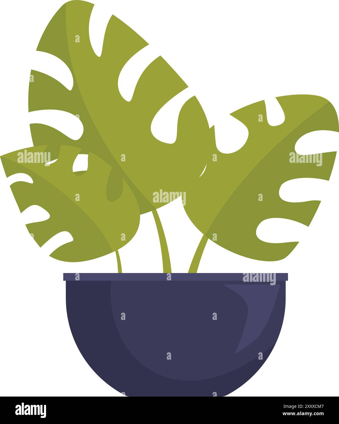 Illustration of a monstera deliciosa plant growing in a pot, with big ...