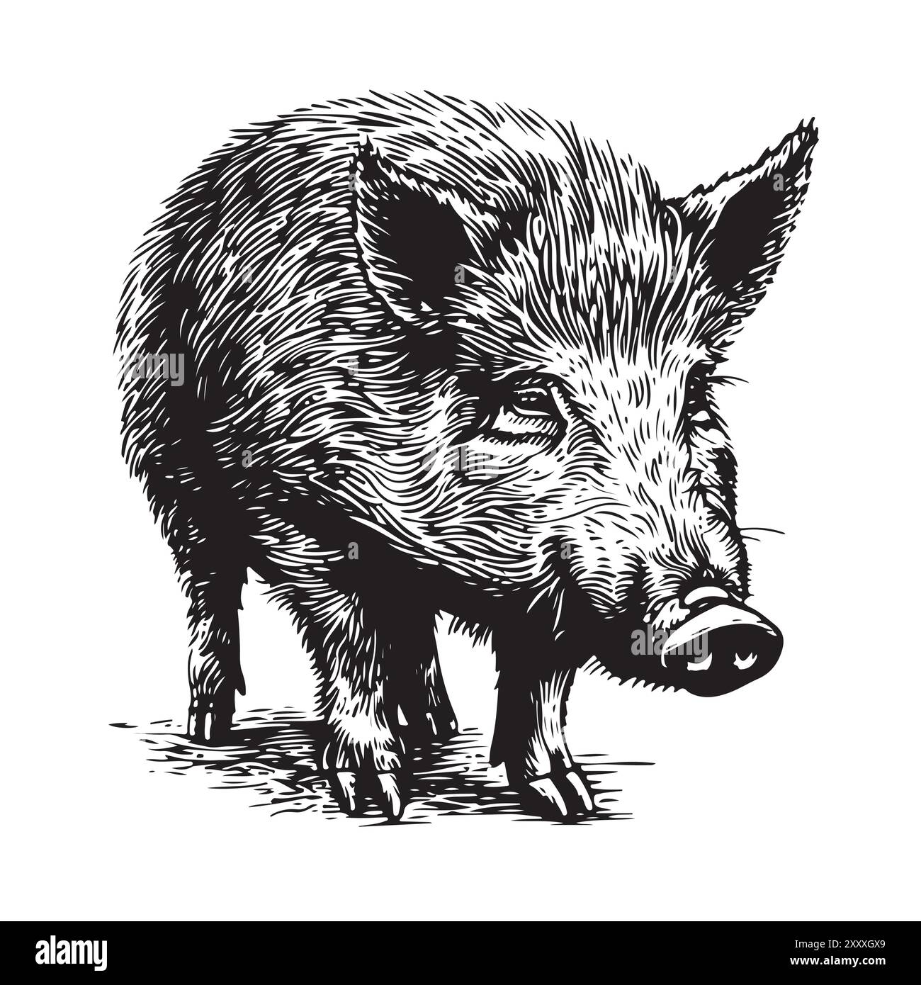 Wild boar sketch. Engraving style. Vector illustration Stock Vector ...