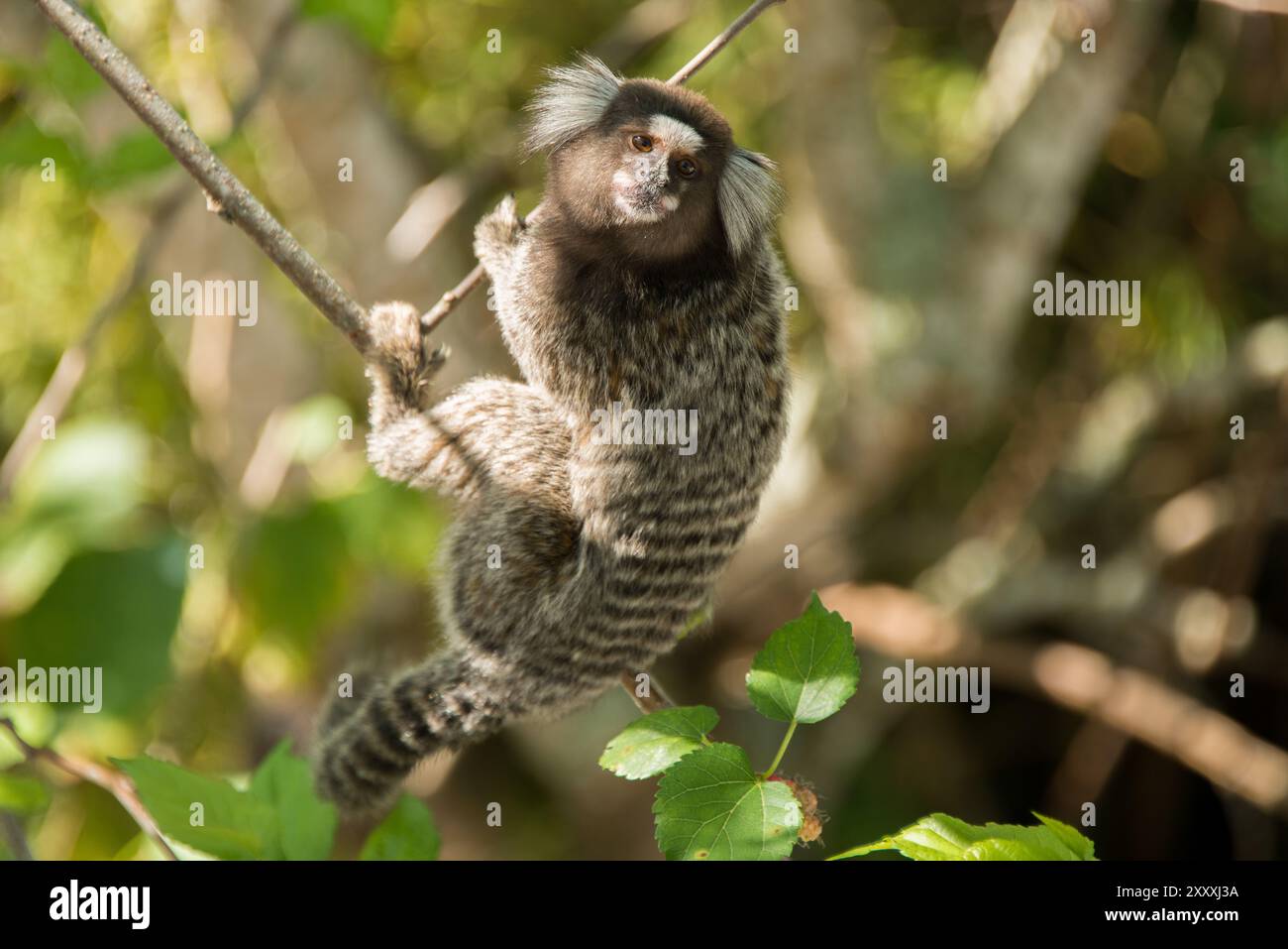 Marmoset in a tree Stock Photo - Alamy