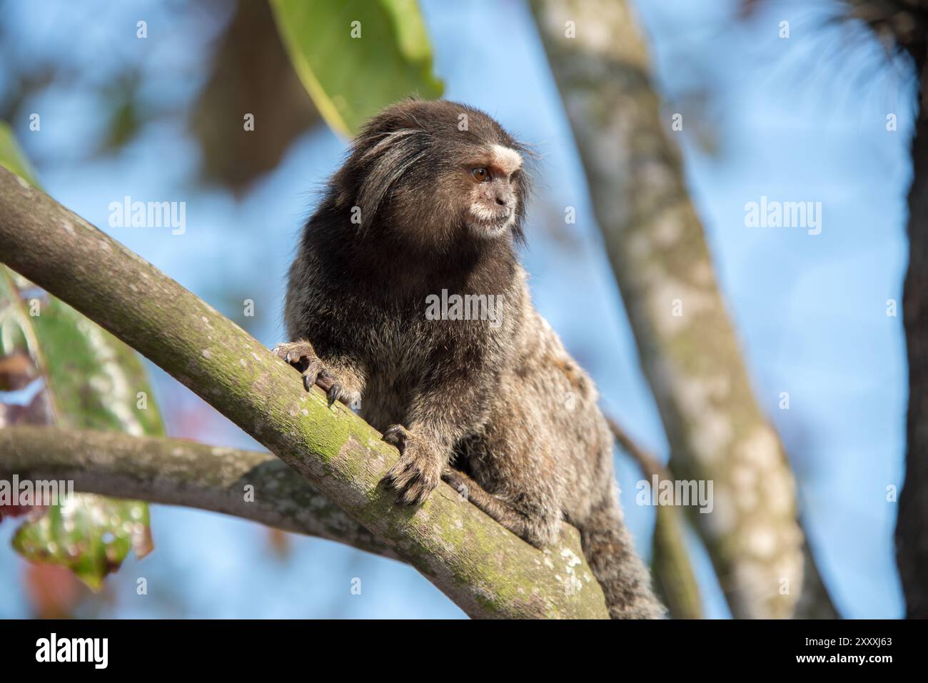 Brazil marmoset hi-res stock photography and images - Alamy