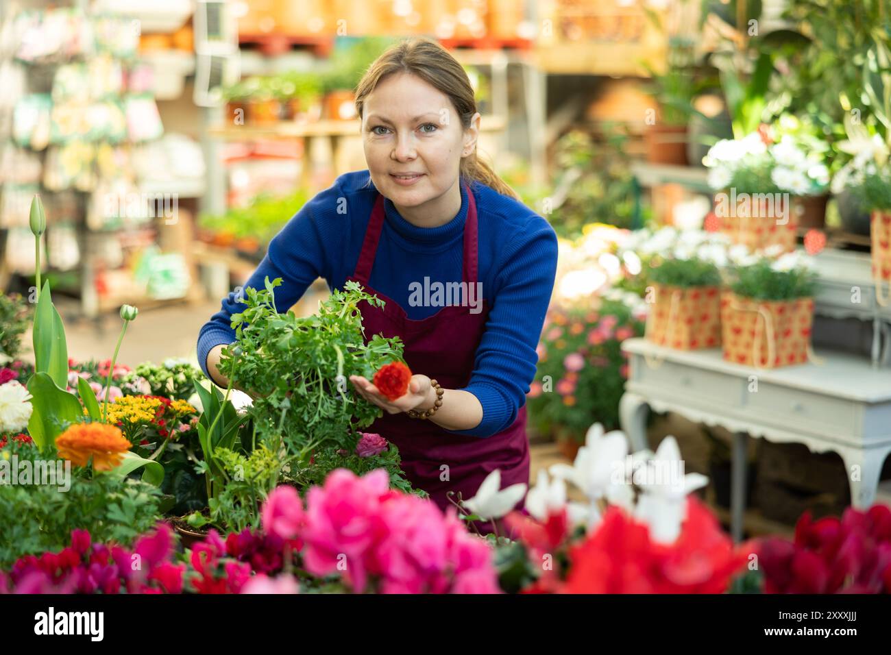 flower shop worker examines drooping ranunculus flower Stock Photo - Alamy