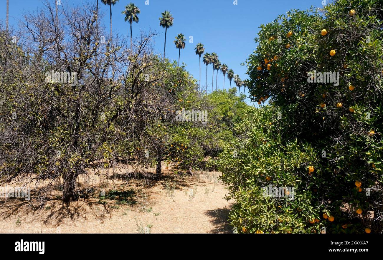 The Bothwell Ranch, on Tuesday, Aug. 20, 2024, in Woodland Hills, Calif ...