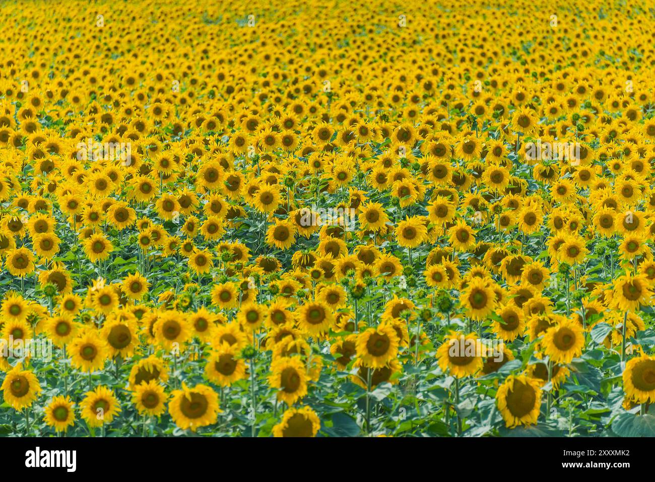 Field sunflowers sky aerial hi-res stock photography and images - Alamy
